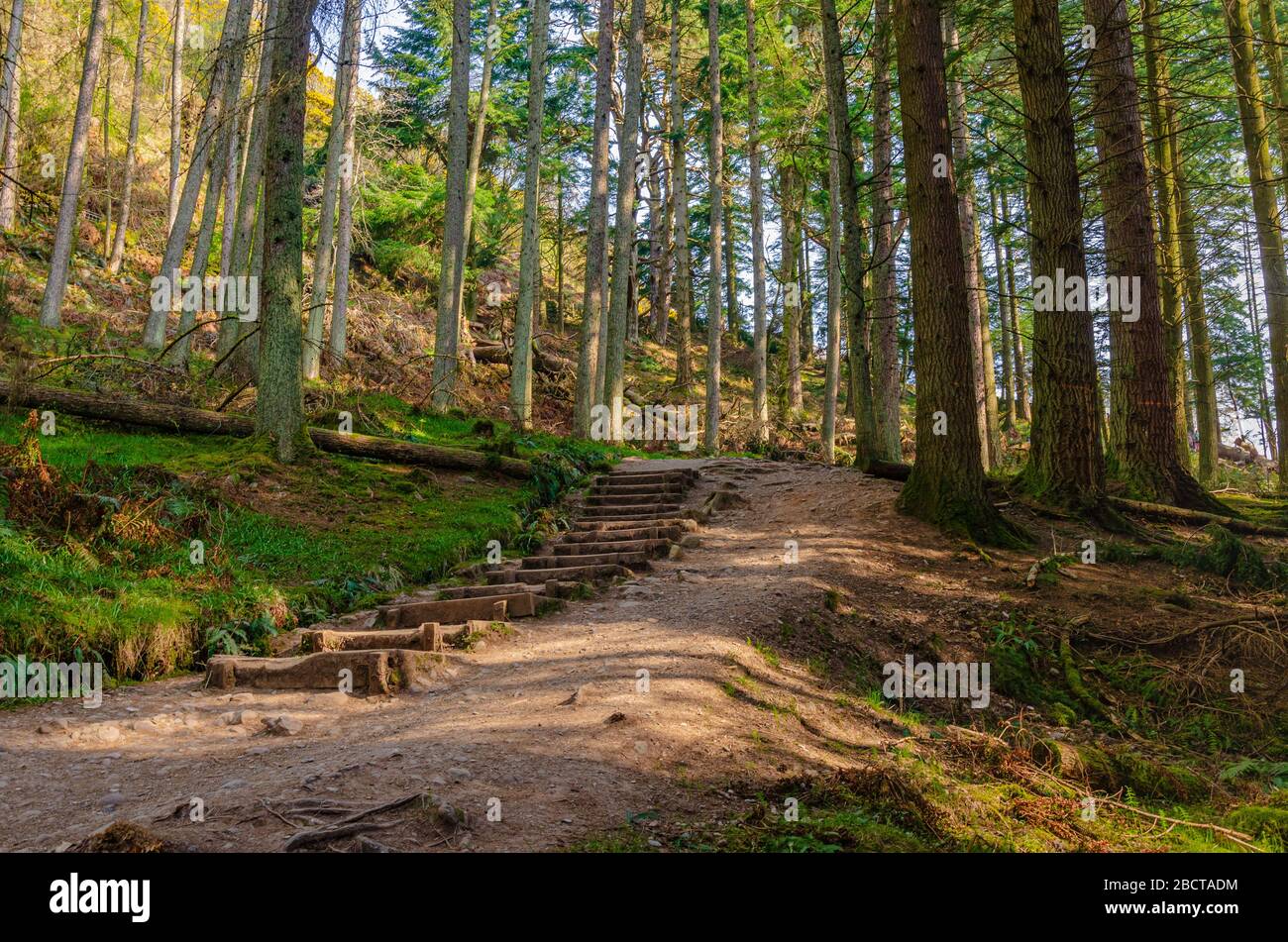 Natural wooden path in a middle of a forest with trees Stock Photo - Alamy