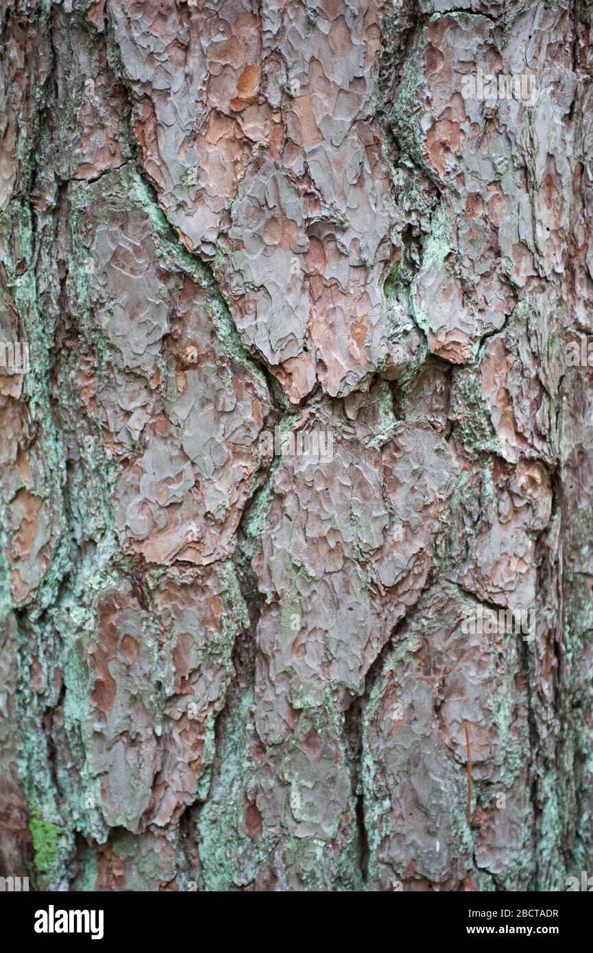 close up of ancient red pine bark Stock Photo - Alamy