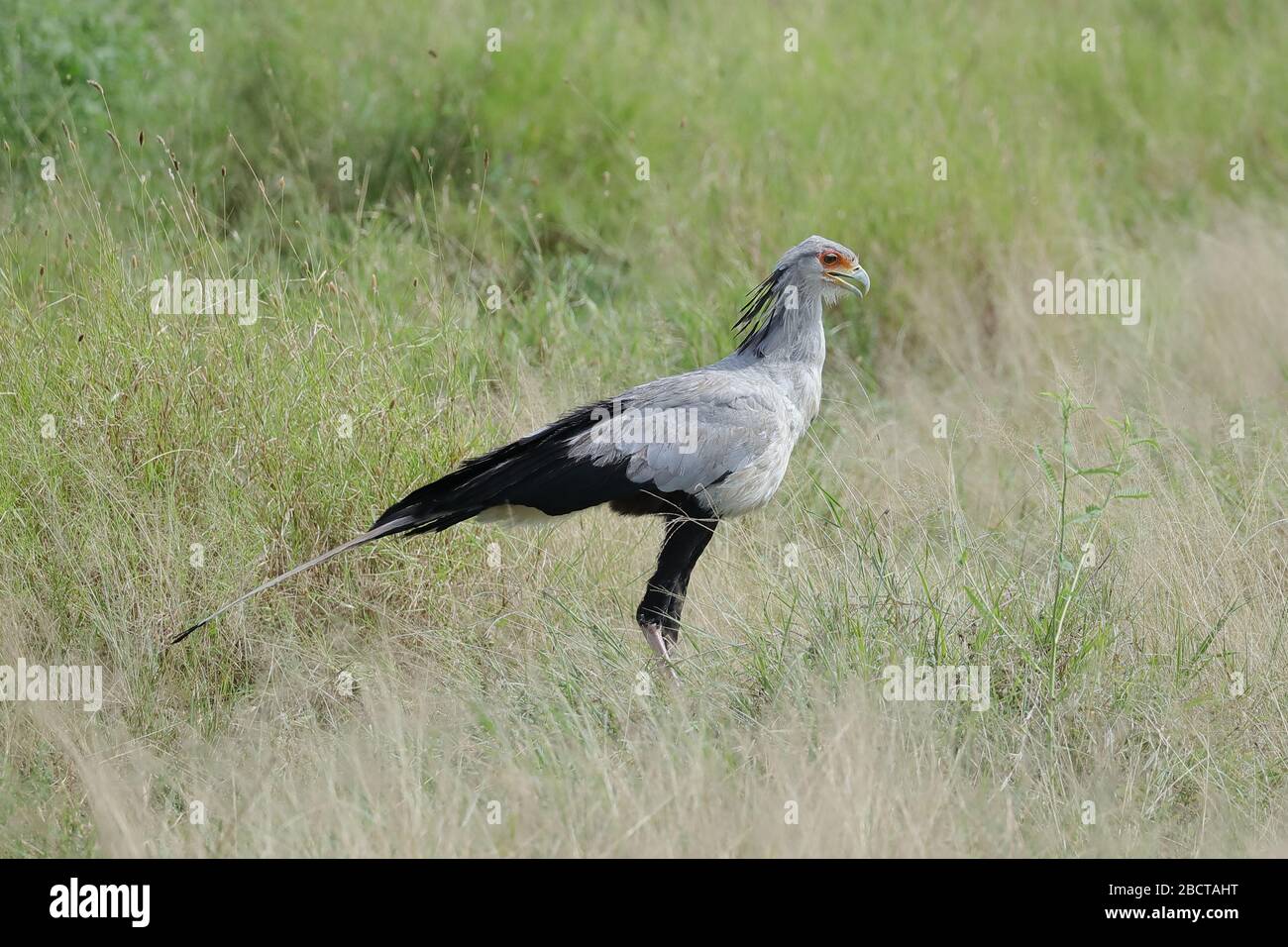 Open savannah raptor hi-res stock photography and images - Alamy