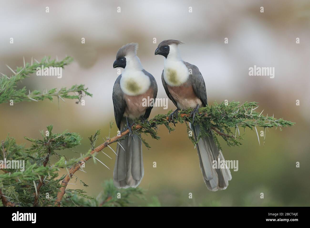 The bare-faced go-away-bird is a species of bird in the family ...