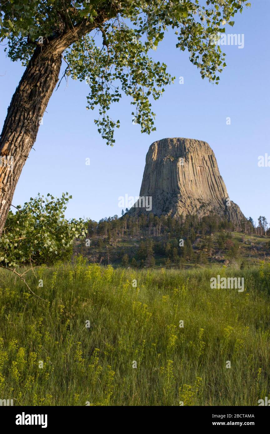 image of devils tower monument framed through overarching cottonwood ...