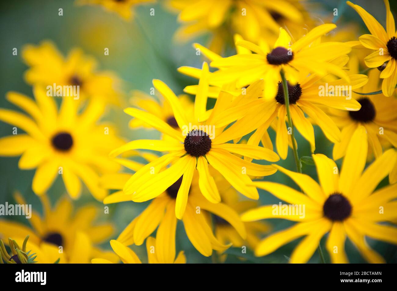 close up of rudbeckia subtometosa-sweet coneflower Stock Photo - Alamy