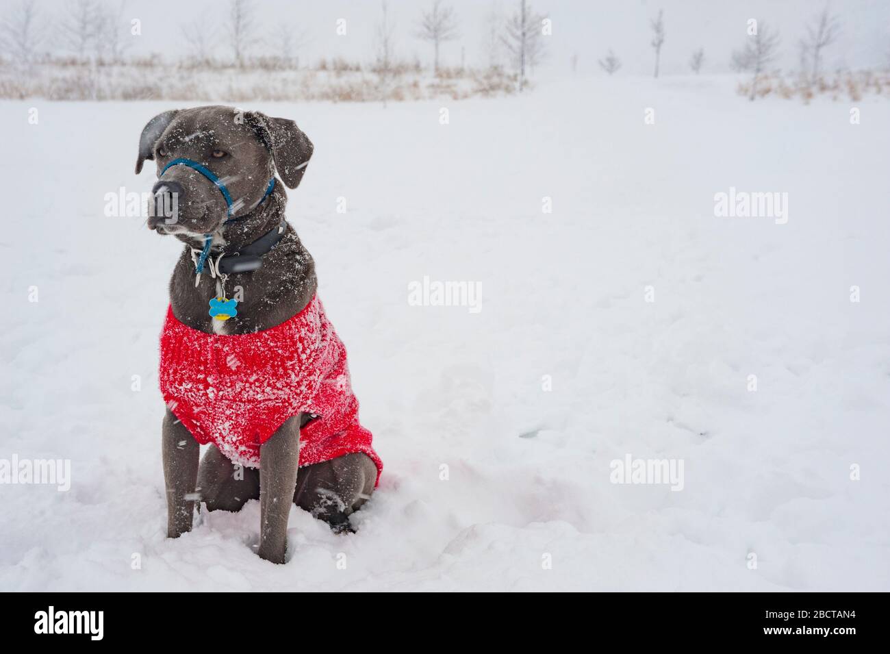 gray dog in red sweater sitting in blizzard Stock Photo - Alamy