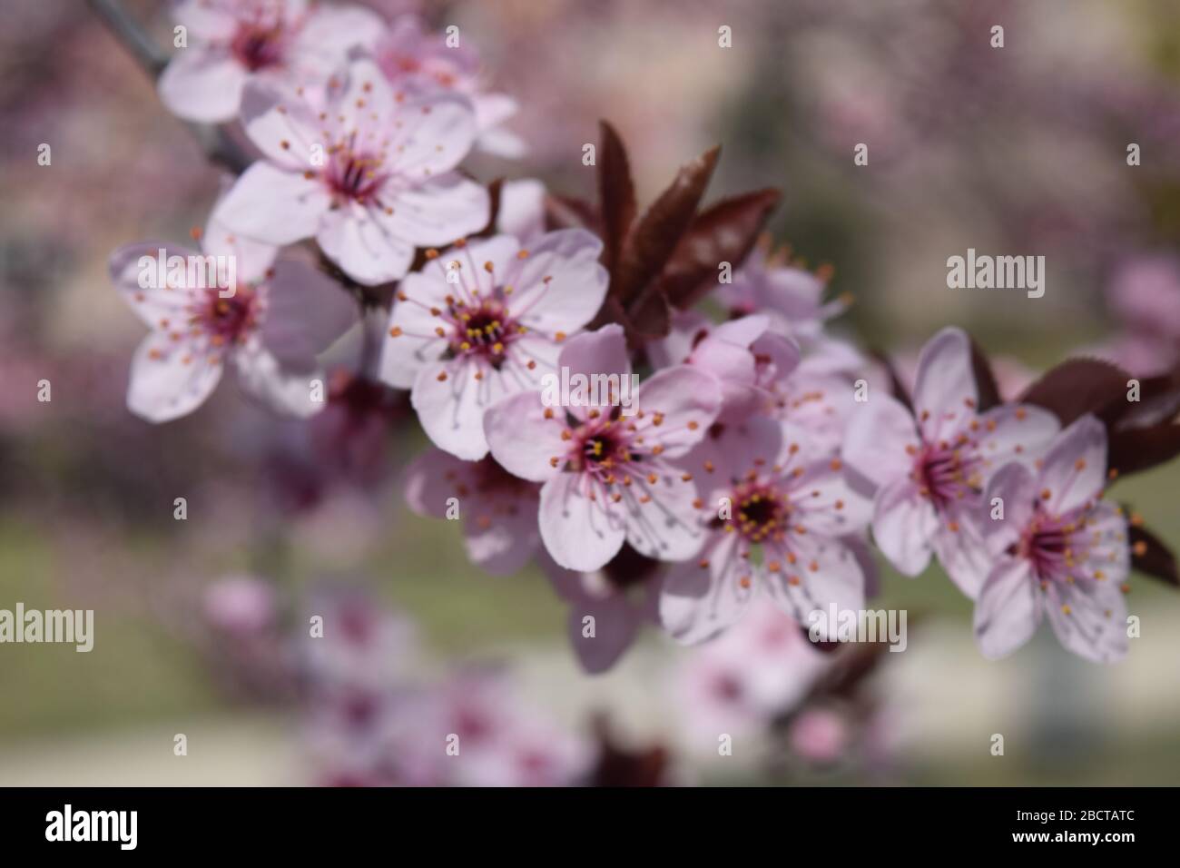 spring sunny day 2020 Stock Photo - Alamy