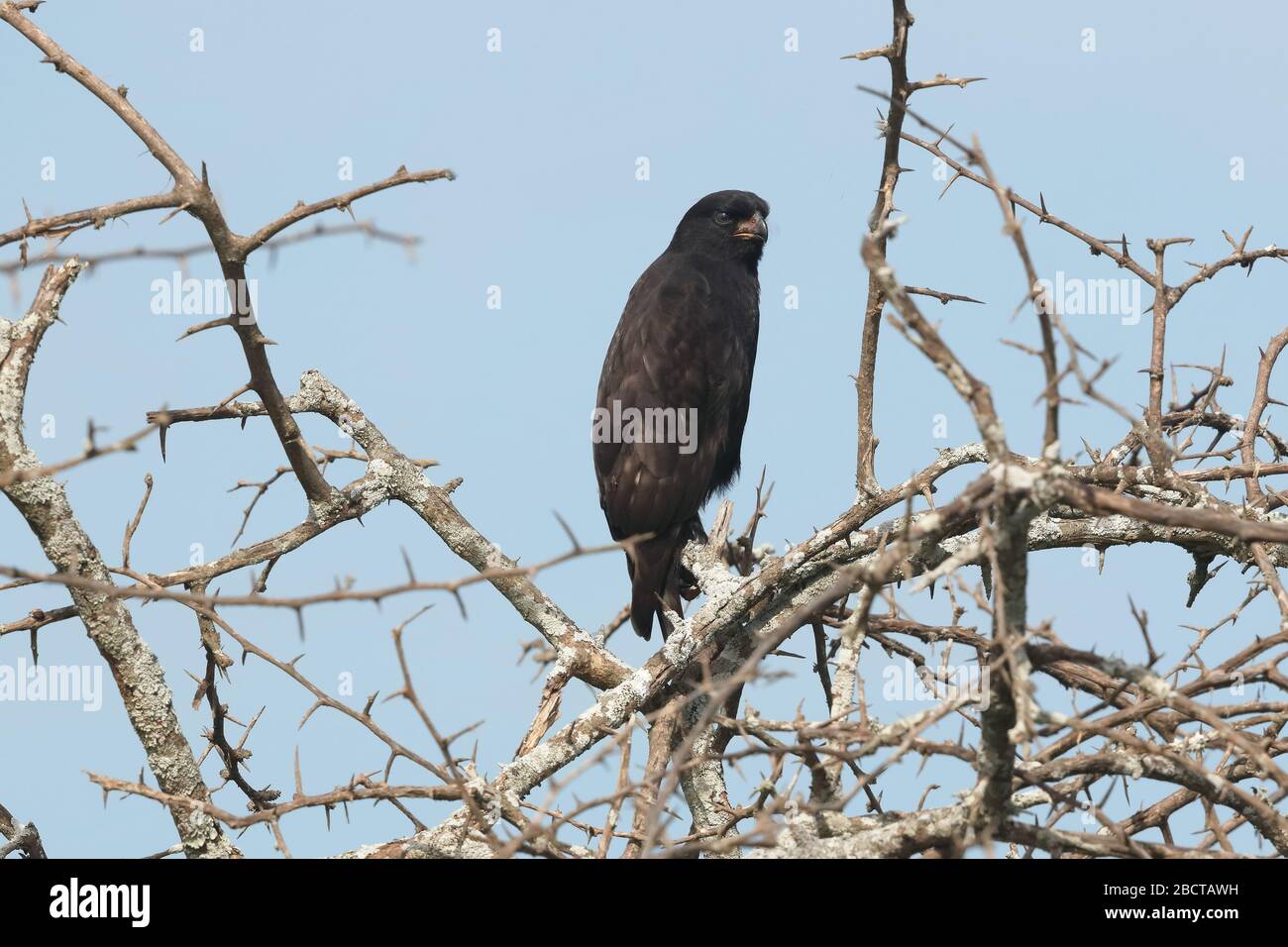 The gabar goshawk is a small species of African and Arabian bird of ...
