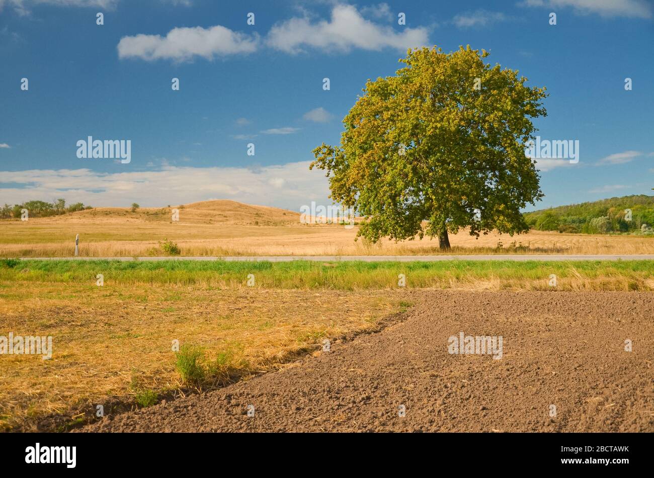 Green oak tree on beautiful autumn meadow Stock Photo - Alamy