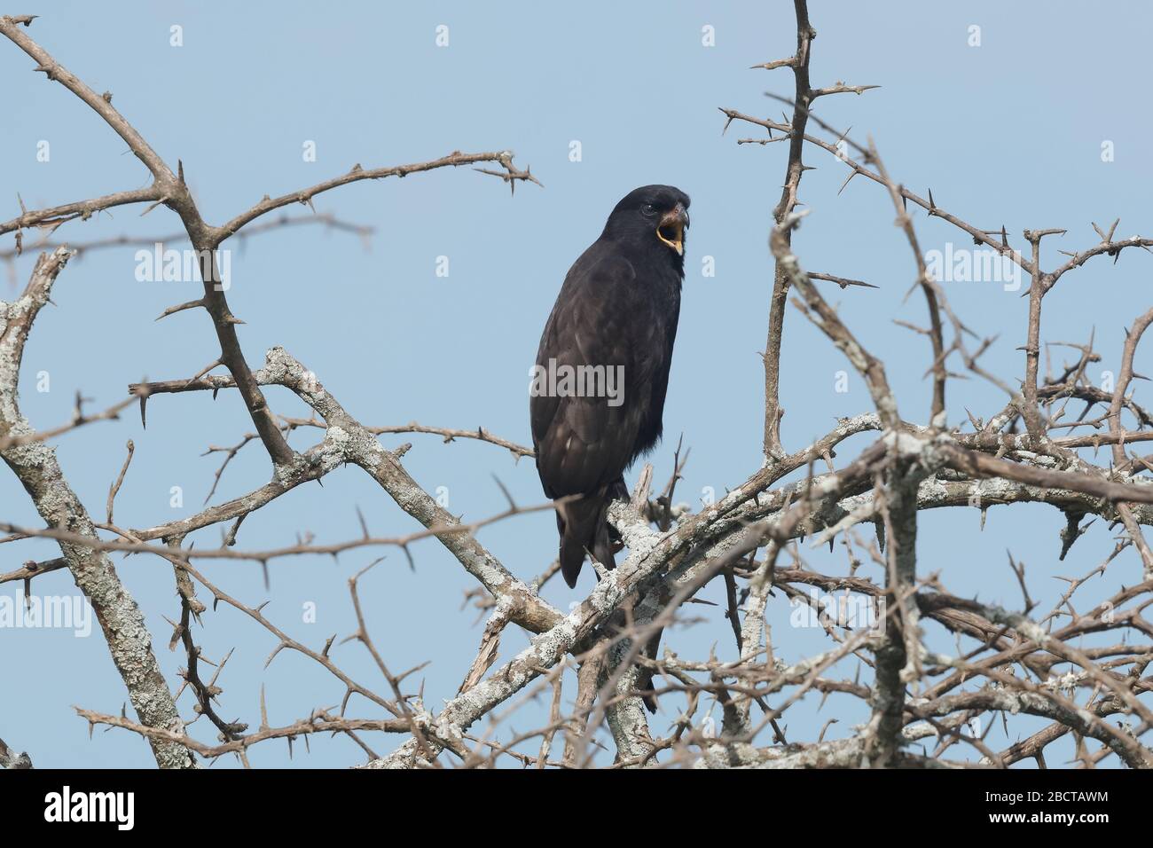 The gabar goshawk is a small species of African and Arabian bird of ...
