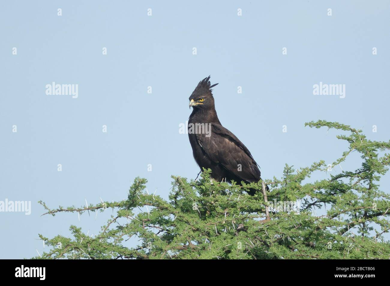 Family crest eagle hi-res stock photography and images - Alamy