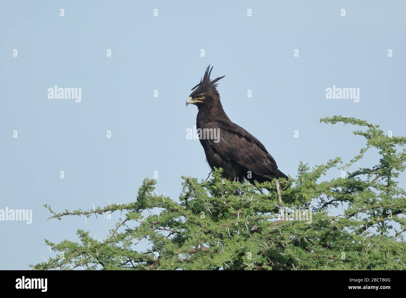 The long-crested eagle is an African bird of prey. Like all eagles, it ...