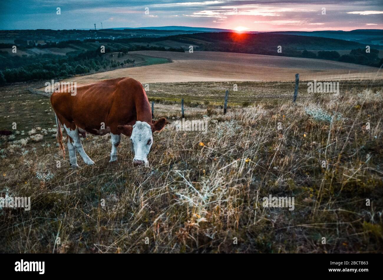 Cows on hill sunset hi-res stock photography and images - Alamy