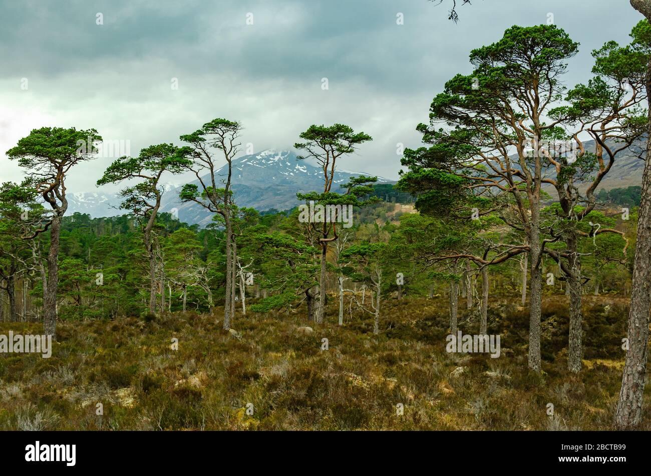 Glen affric summer hi-res stock photography and images - Alamy