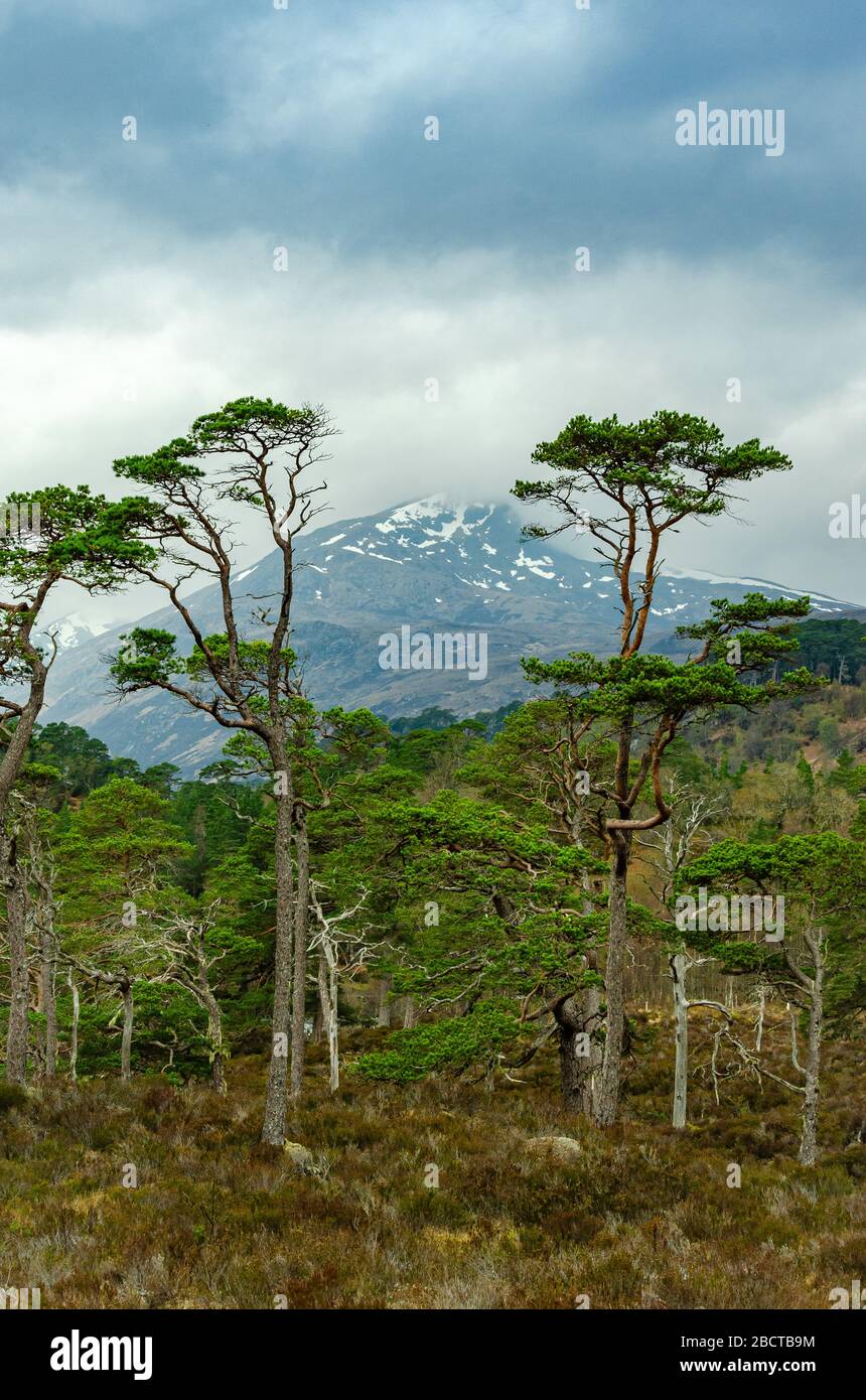 Glen affric view hi-res stock photography and images - Alamy