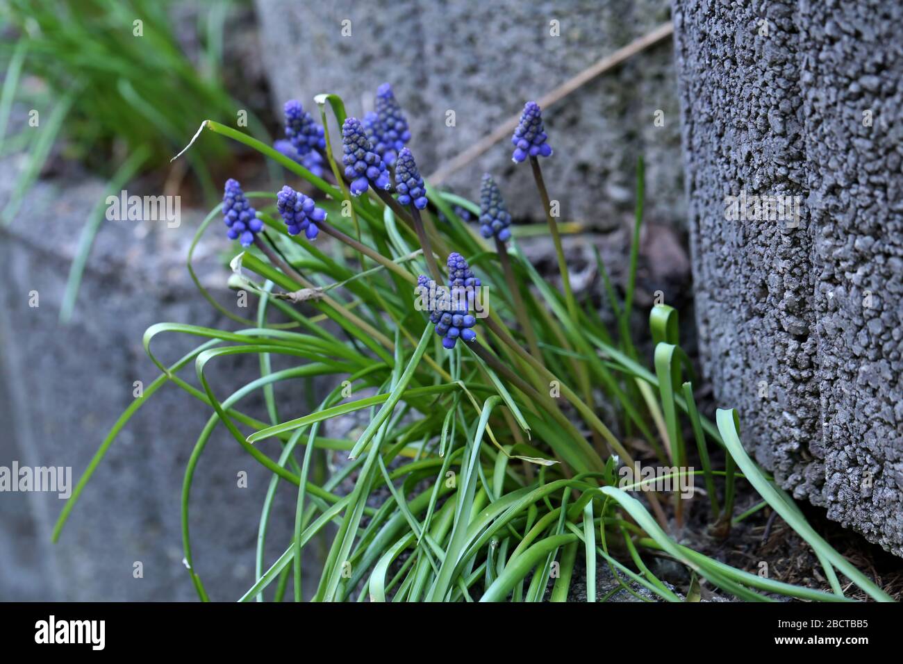 Grape hyacinth known also as bluebell or muscari Stock Photo - Alamy