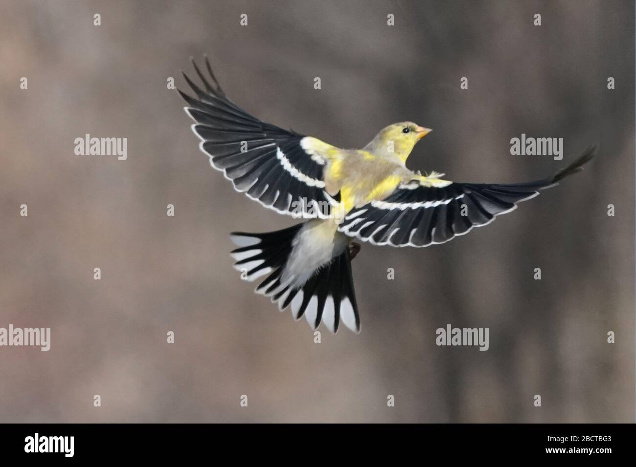 Yellow Finch In Flight
