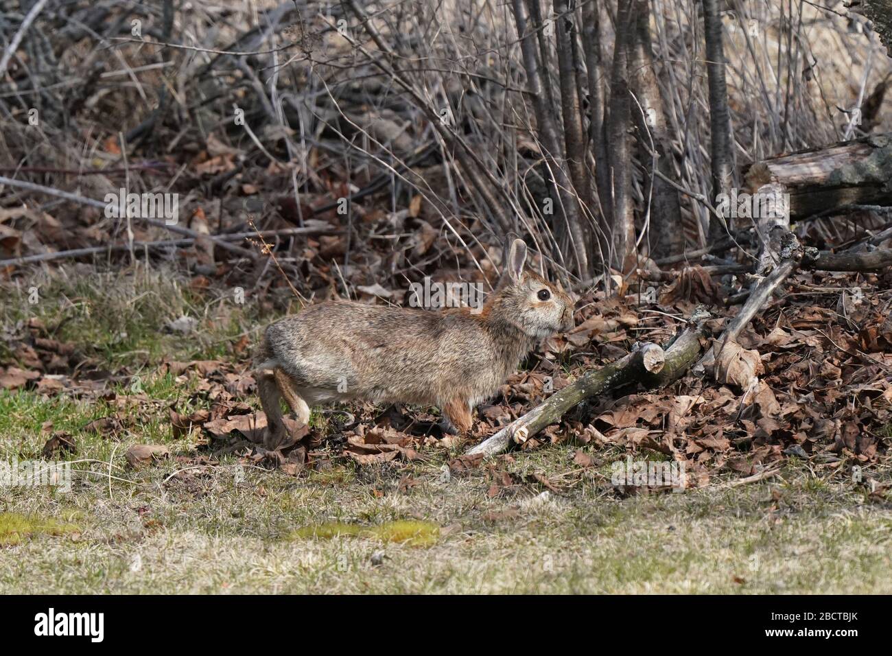 Mechanical Dog Chasing A Rabbit