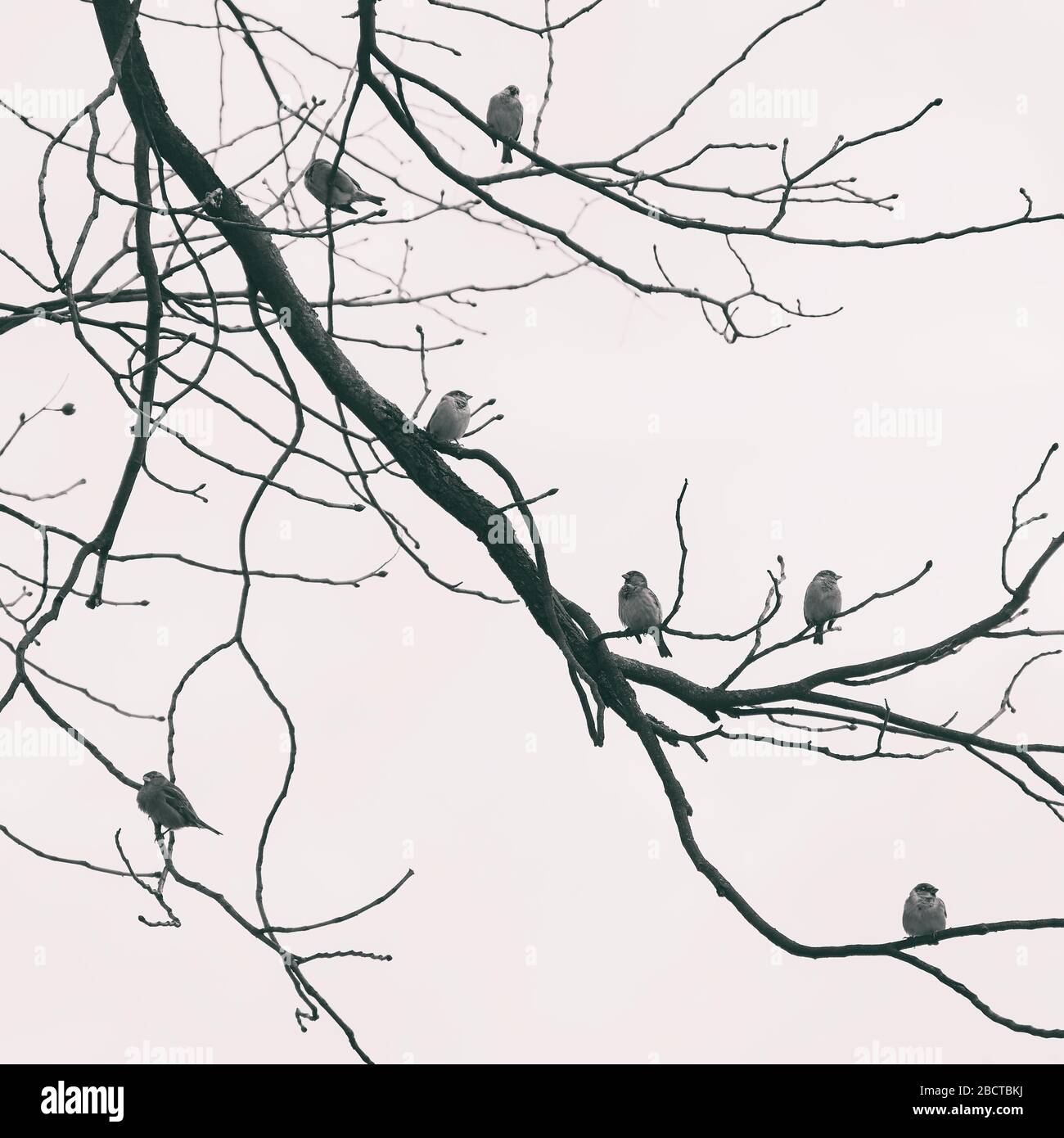 Seven sparrow sitting on tree branches distanced from each other ...
