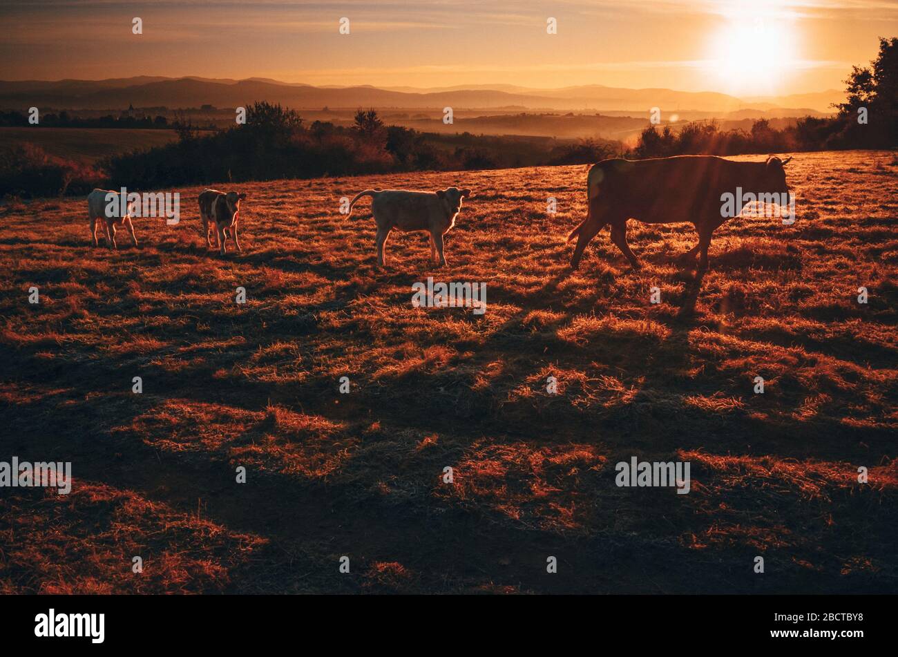 Group of cows on pasture in orange sunset light Stock Photo - Alamy