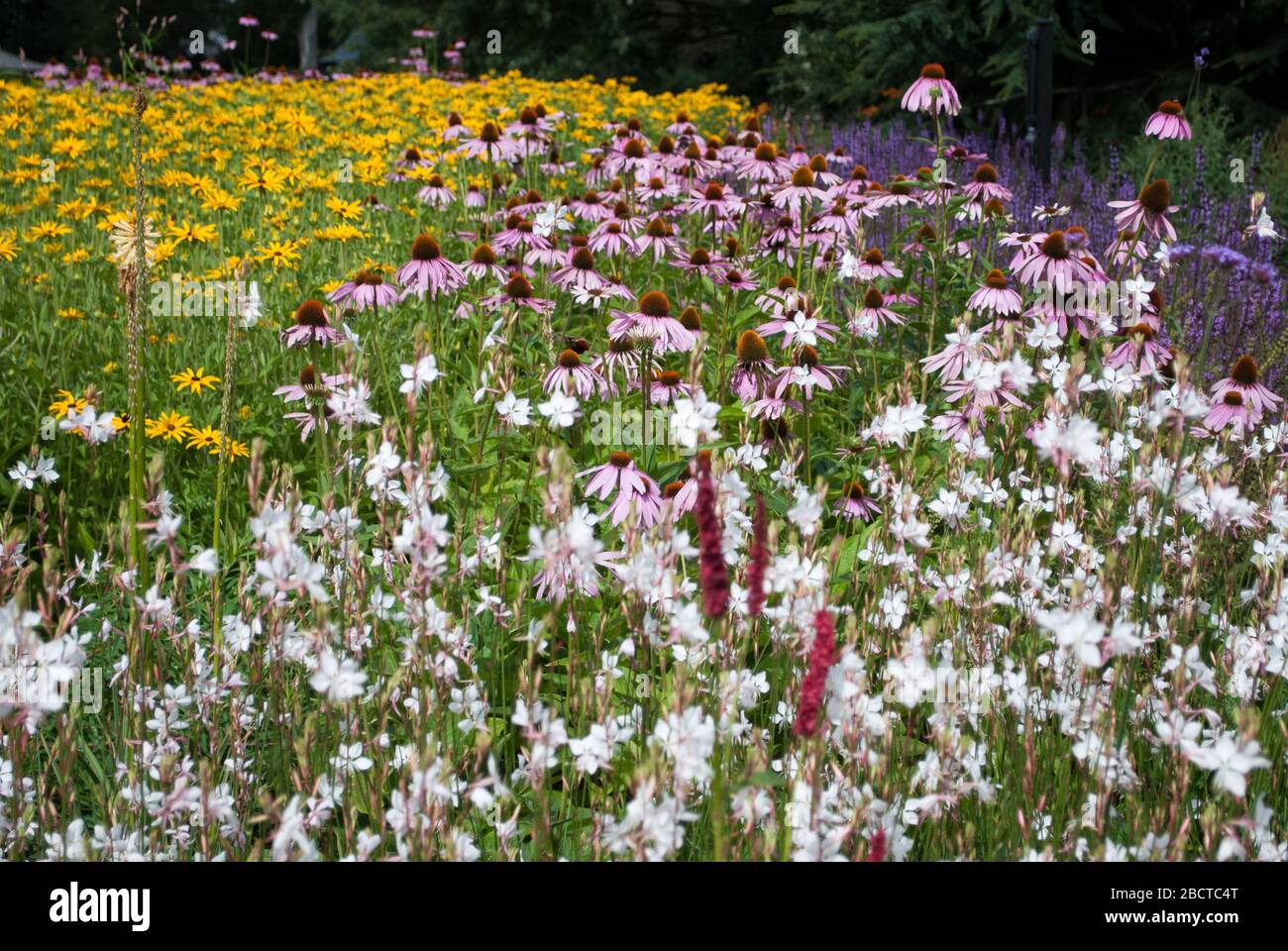 Broad Walk Borders Royal Botanical Gardens Kew Gardens, Richmond ...