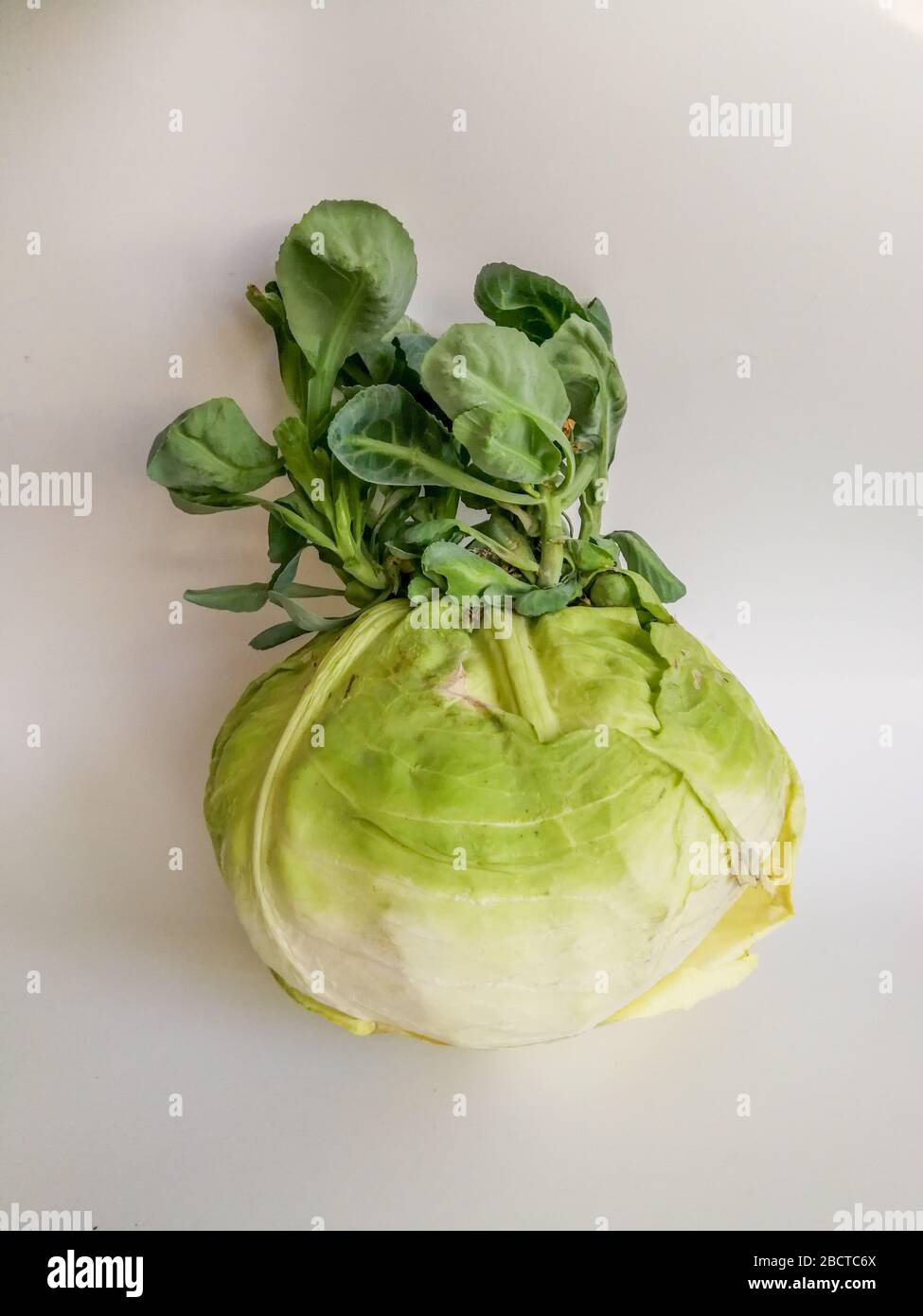 Green vegetable cabbage with new leaves isolated on the bright ...