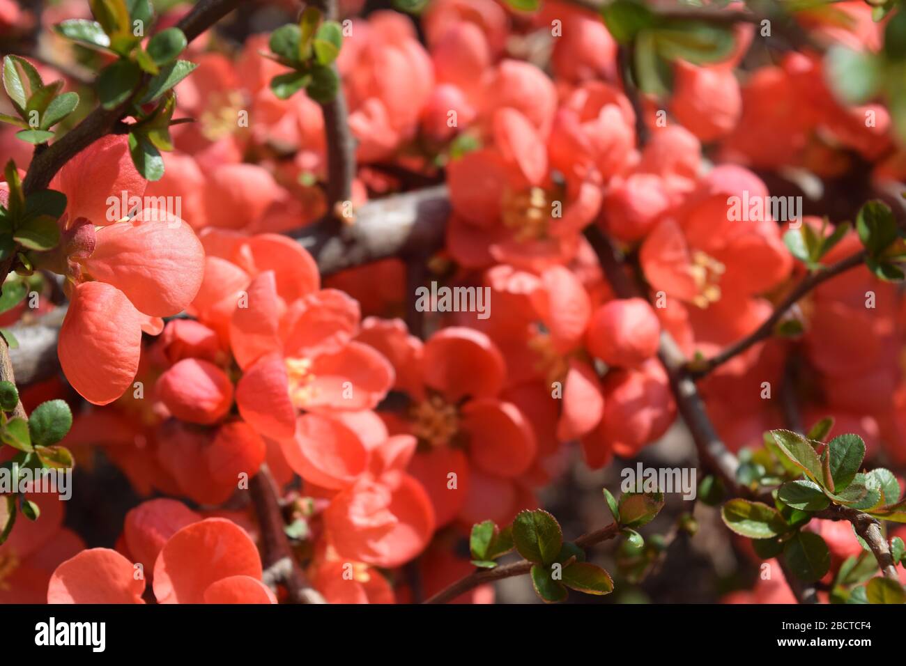 spring flower 2020 Stock Photo - Alamy