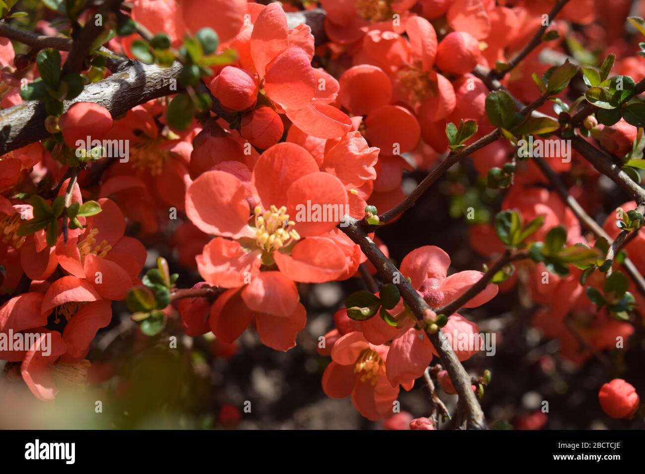 Spring 2020 hi-res stock photography and images - Alamy