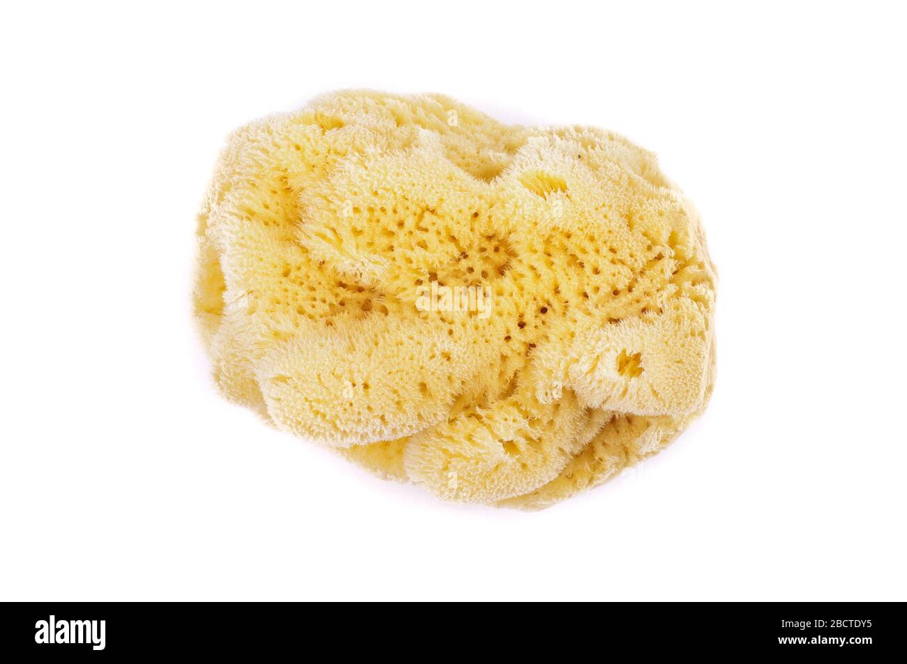 Sponge soft coral Cut Out Stock Images & Pictures - Alamy