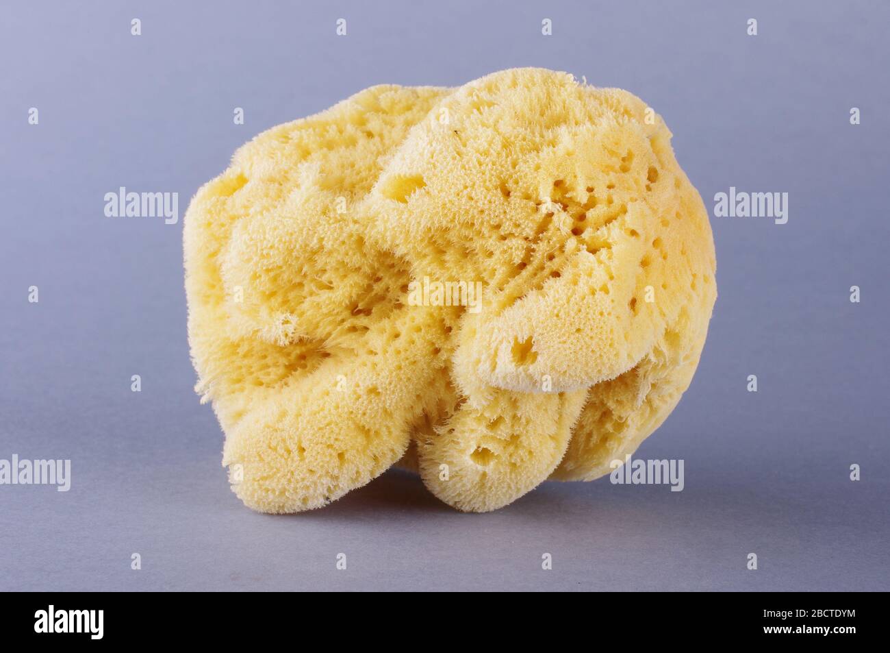 Natural Mediterranean sea sponge isolated on the gray background Stock ...