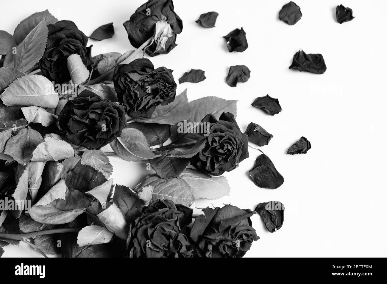Black And White Dead Roses