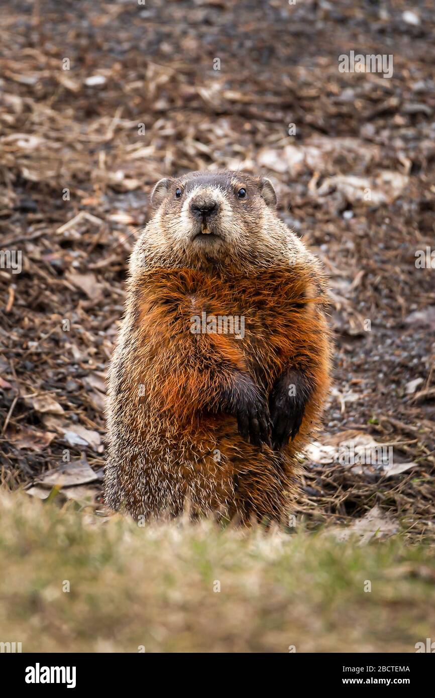 Groundhog burrow hi-res stock photography and images - Alamy