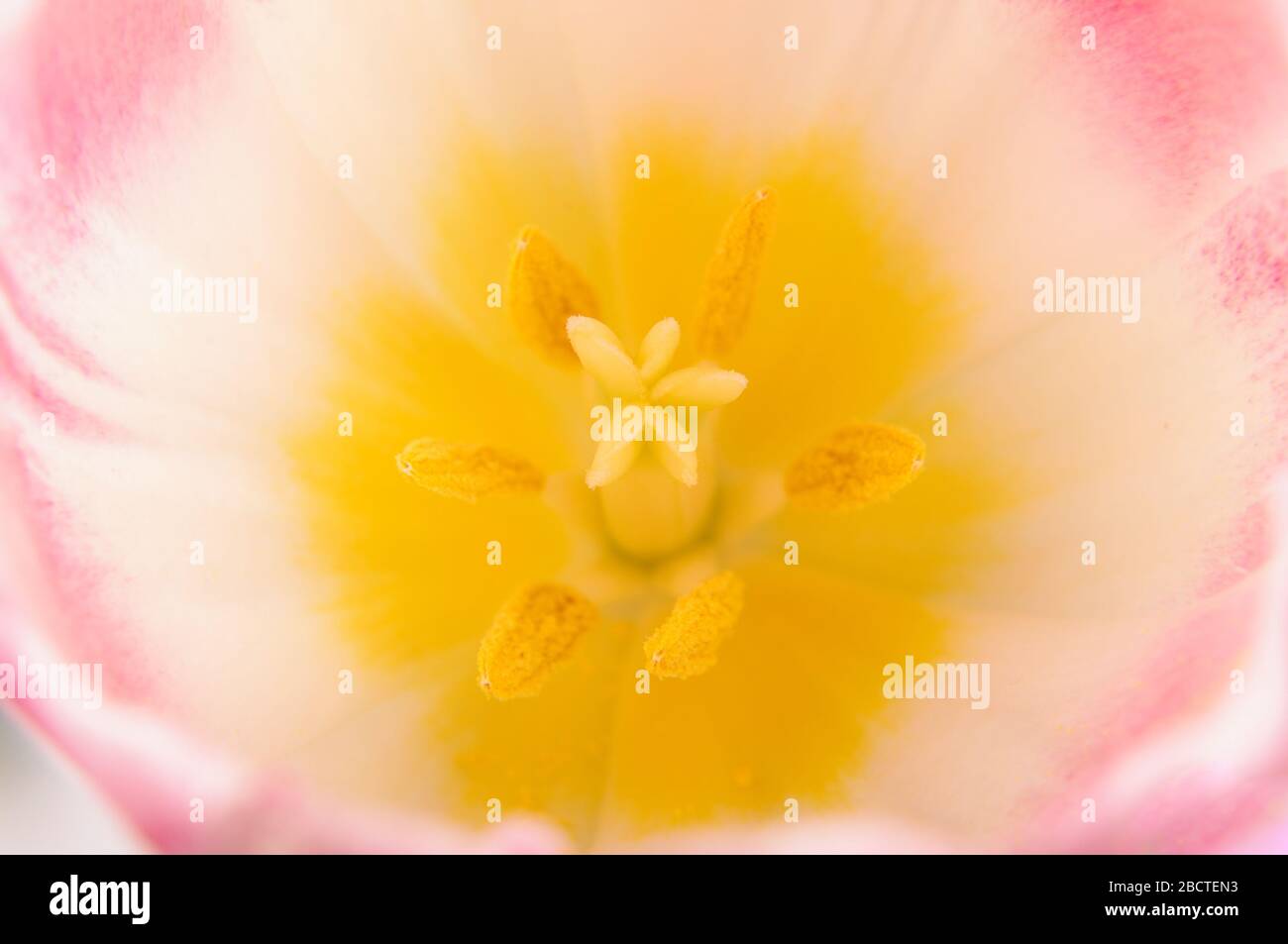 Flower petal microscope hi-res stock photography and images - Alamy