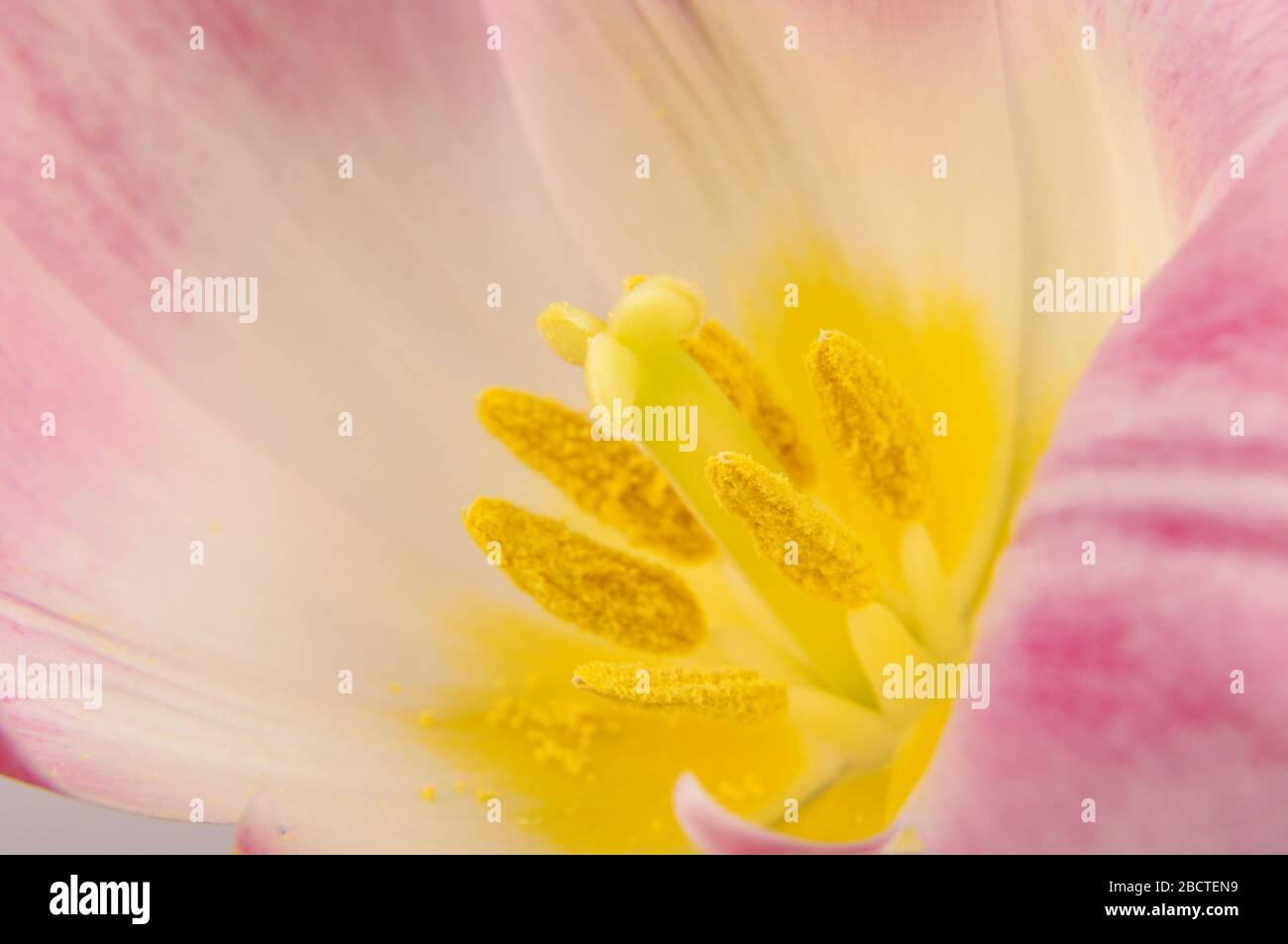 Flower petal microscope hi-res stock photography and images - Alamy