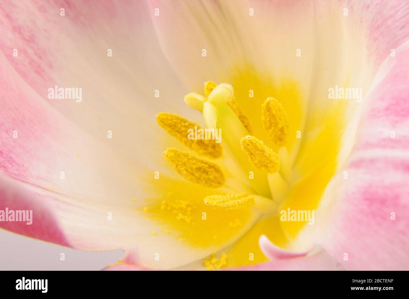 Flower petal microscope hi-res stock photography and images - Alamy