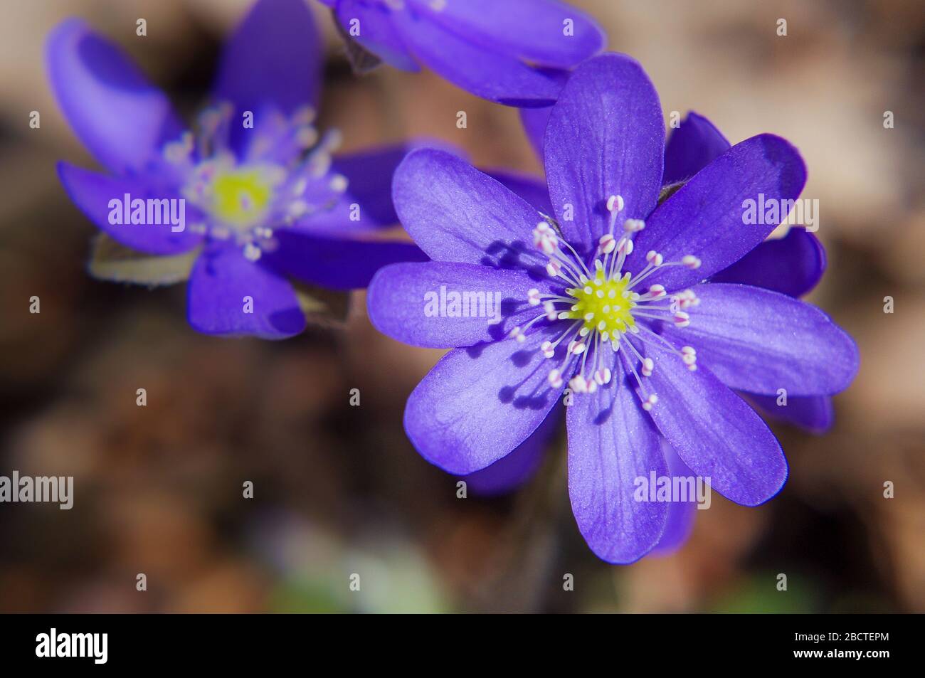 Spring flowers violets in the forest Stock Photo - Alamy