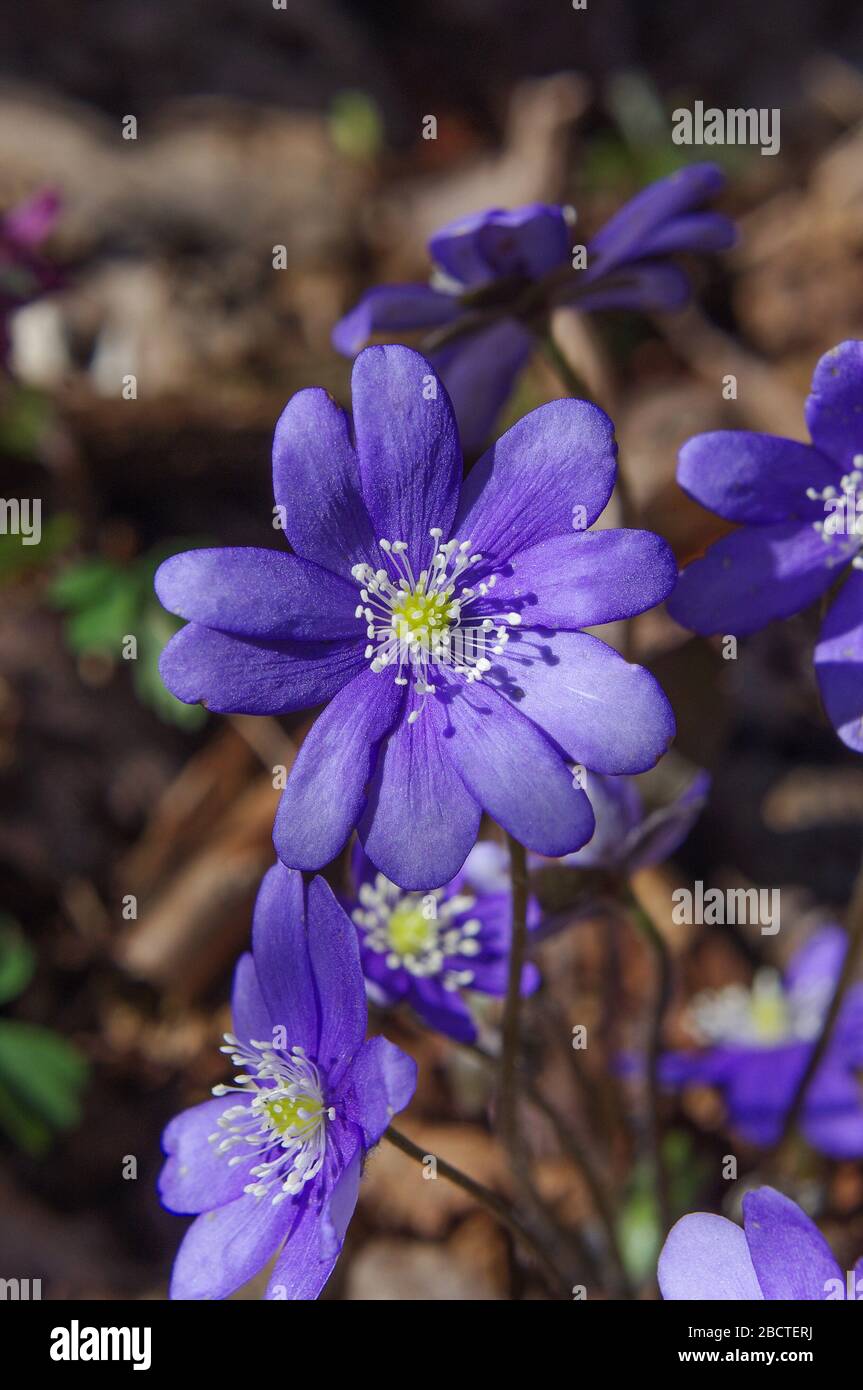 Spring flowers violets in the forest Stock Photo - Alamy