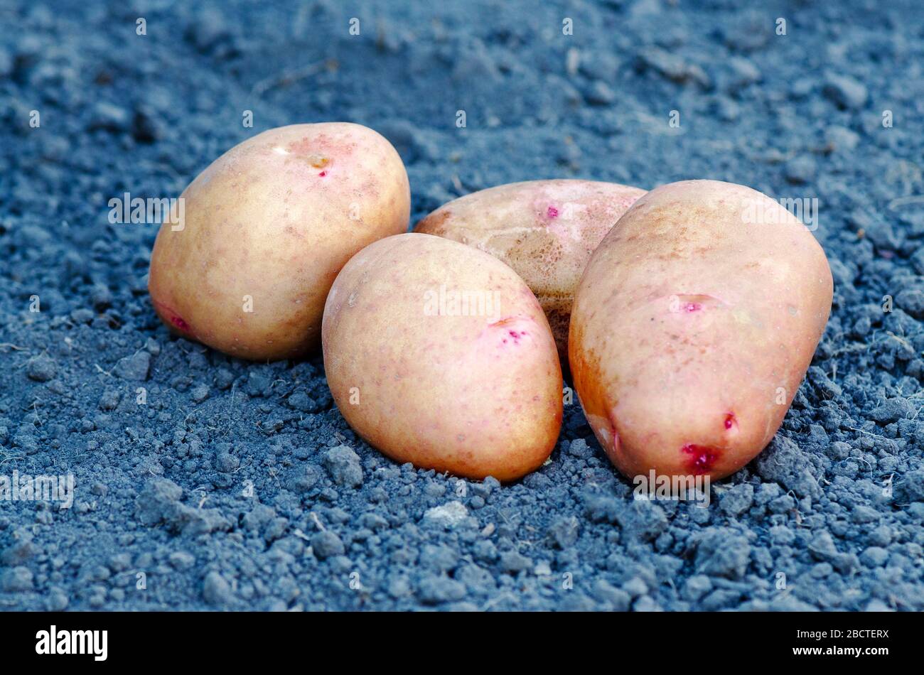 Ground potato hi-res stock photography and images - Alamy