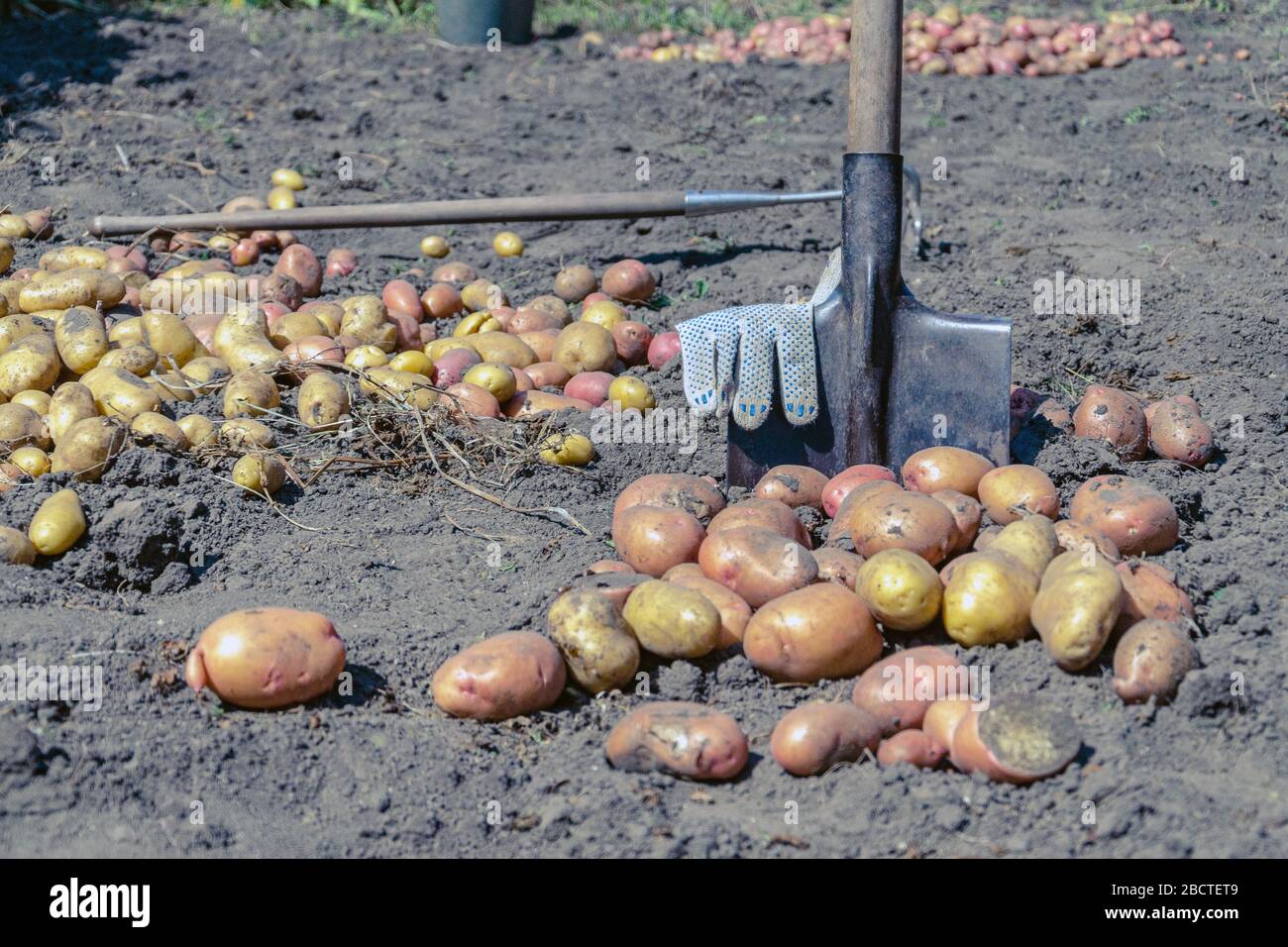 Lifting Potatoes High Resolution Stock Photography and Images - Alamy