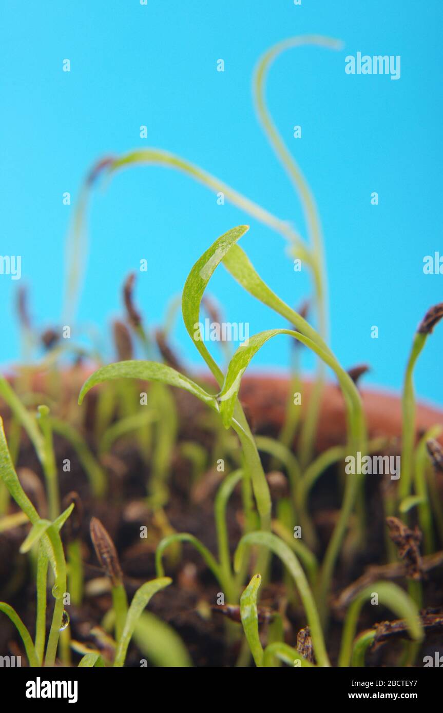 A lot of tiny sprouts in spring against blue background Stock Photo - Alamy