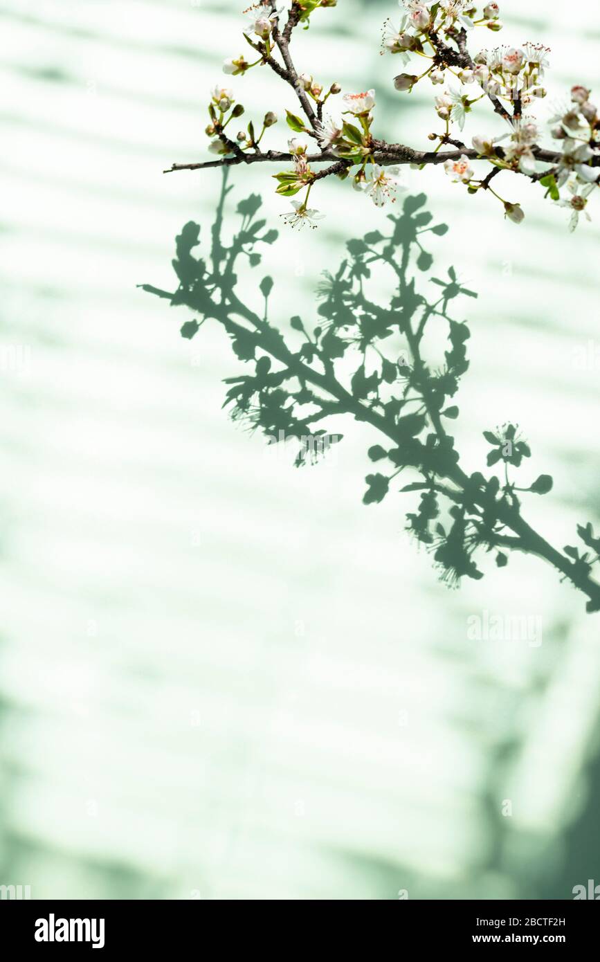 Silhouette tree branch through window hi-res stock photography and ...