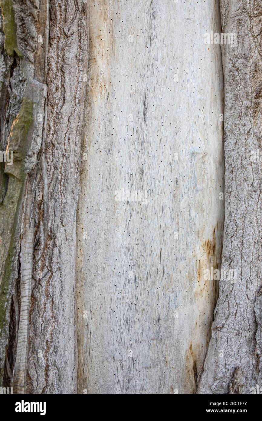 Poplar barked trunk, like a tree wound Stock Photo - Alamy