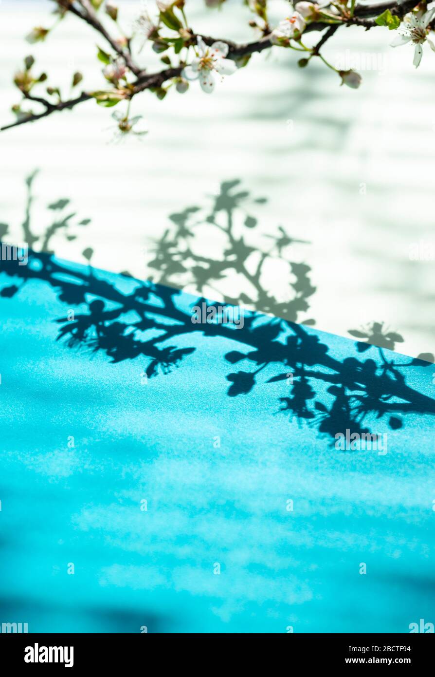 Cherry tree through window hi-res stock photography and images - Alamy