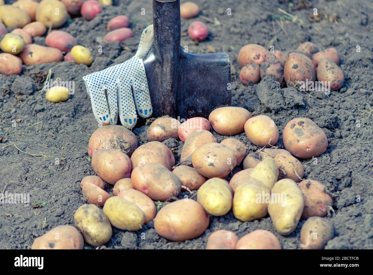 the process of digging potatoes. farm potatoes. a shovel is inserted ...