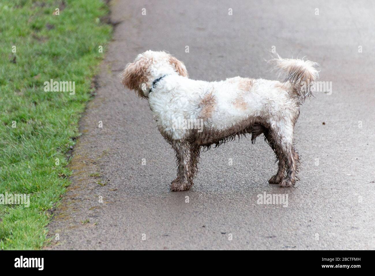 Happy muddy dog hi-res stock photography and images - Alamy