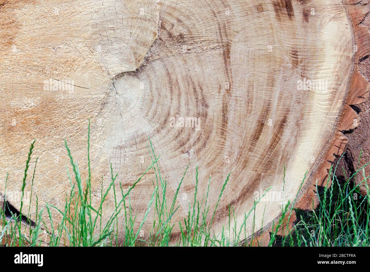 Chainsaw cut huge tree lying on the green grass. background. concept of ...
