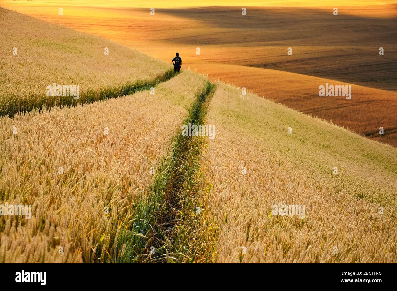 Man standing in gold summer rye field Stock Photo - Alamy