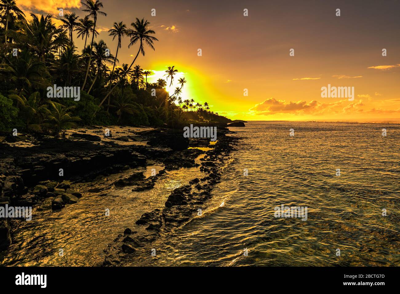 Coconut palm trees on the beach during the sunrise on Upolu, Samoa ...