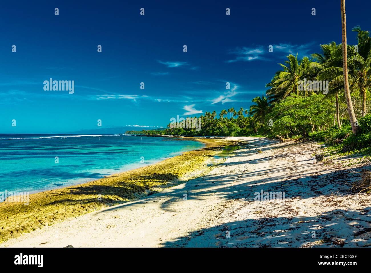 Tropical beach on south side of Samoa Island with coconut palm trees ...