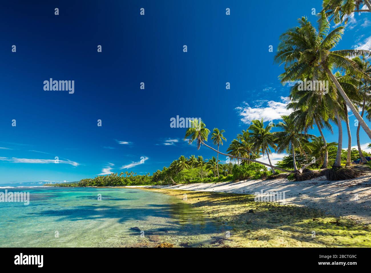 Tropical beach on south side of Samoa Island with coconut palm trees ...