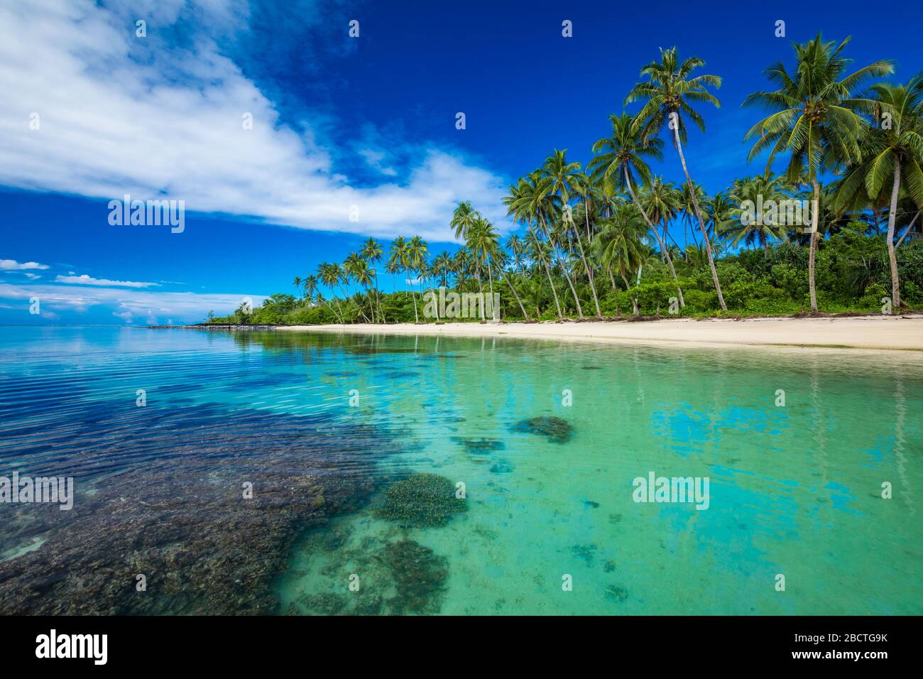 Tropical beach on south side of Samoa Island with coconut palm trees ...