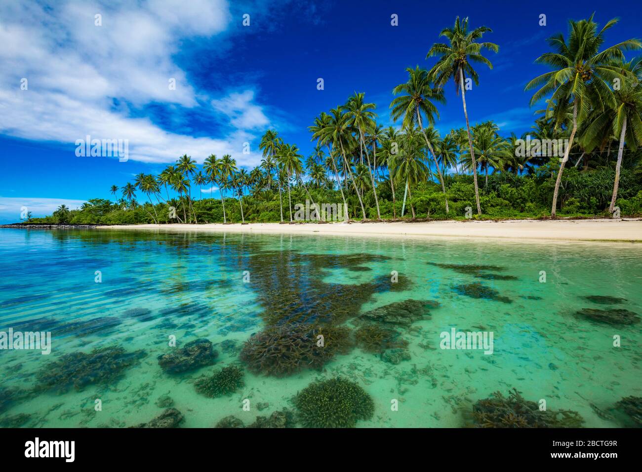Tropical beach on south side of Samoa Island with coconut palm trees ...
