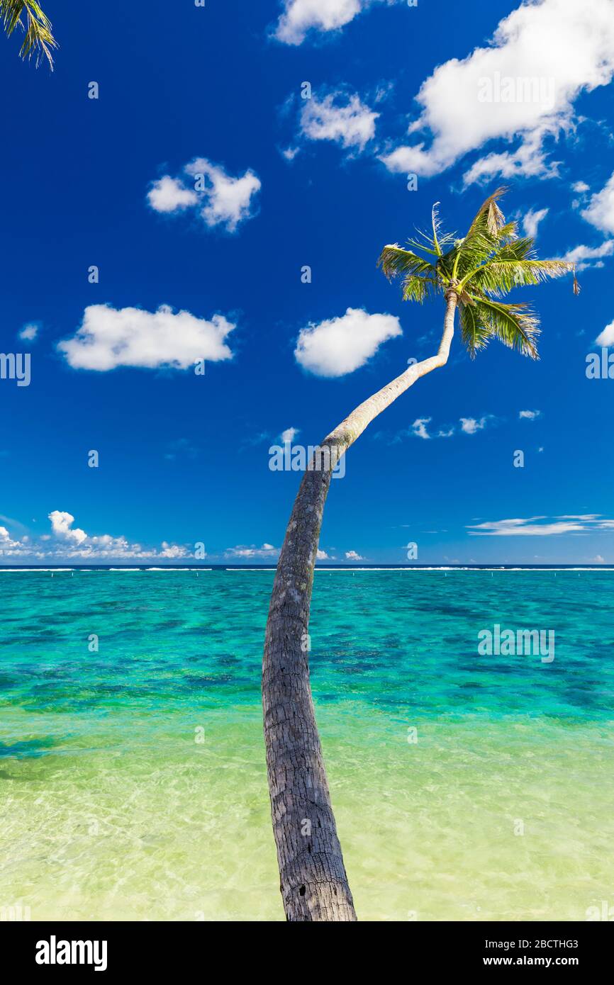 Vibrant tropical beach with palm trees, Upolu, Samoa Stock Photo - Alamy